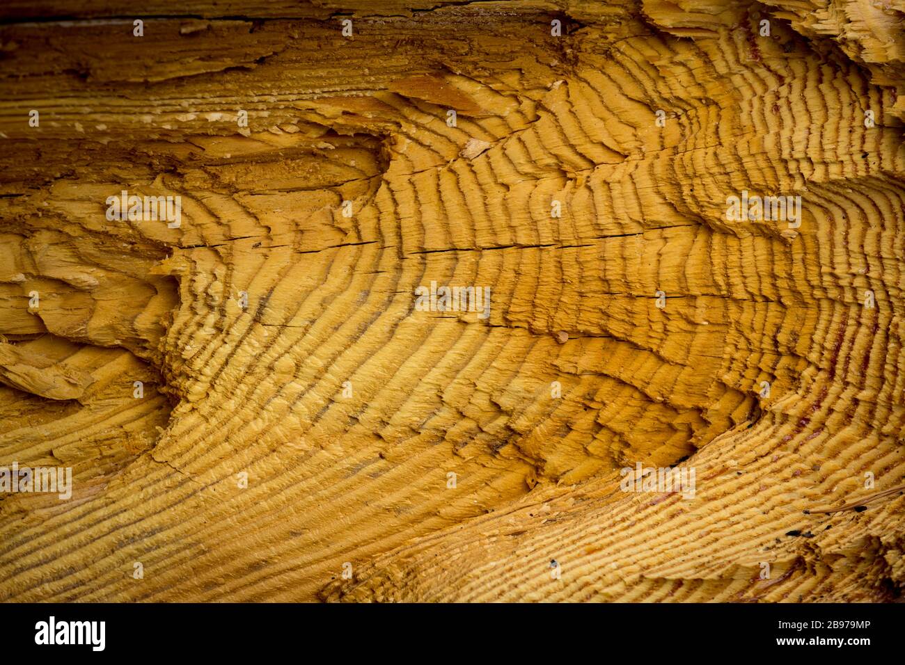 pine wood texture - abstract natural background Stock Photo - Alamy