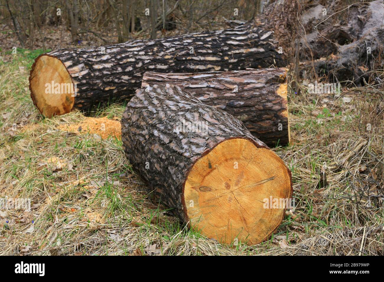 pine wooden logs in forest clearing Stock Photo - Alamy