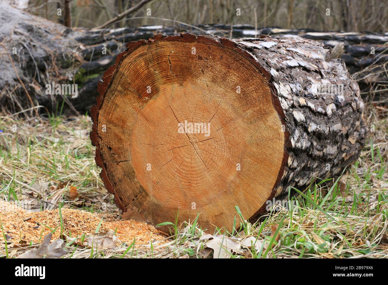 Wooden log in forest hi-res stock photography and images - Alamy