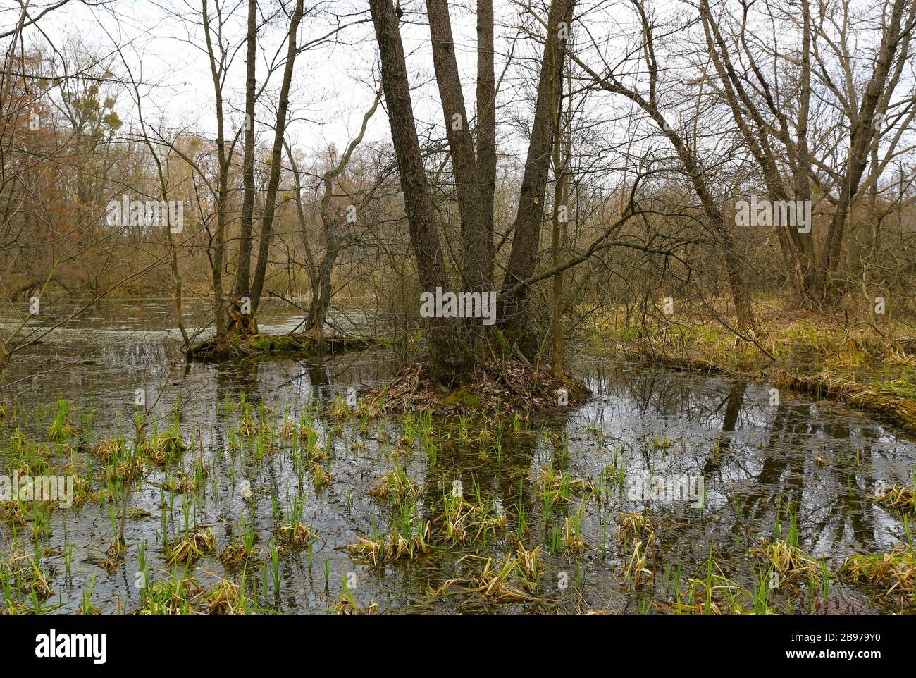 Deep bog hi-res stock photography and images - Alamy