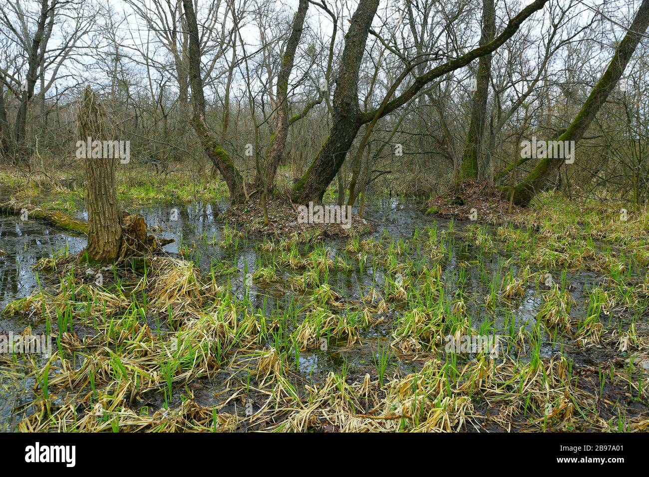 Bog in deep forest hi-res stock photography and images - Alamy