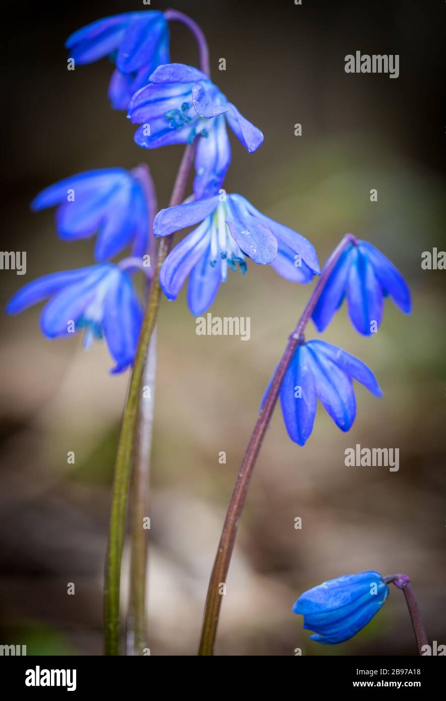 nice wild scilla bifolia floweres in spring time Stock Photo - Alamy