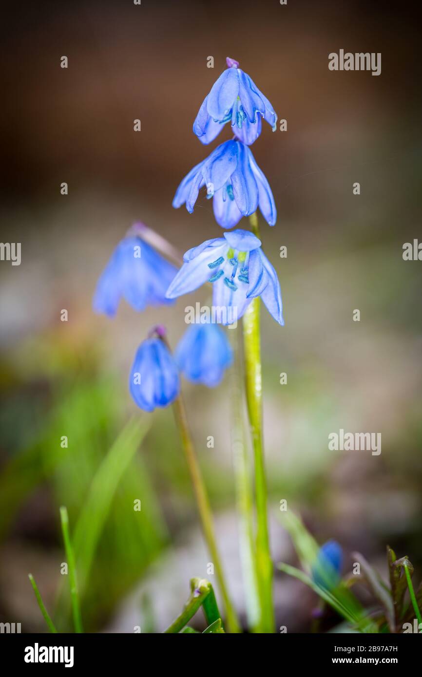 Nice spring flower scilla hi-res stock photography and images - Alamy