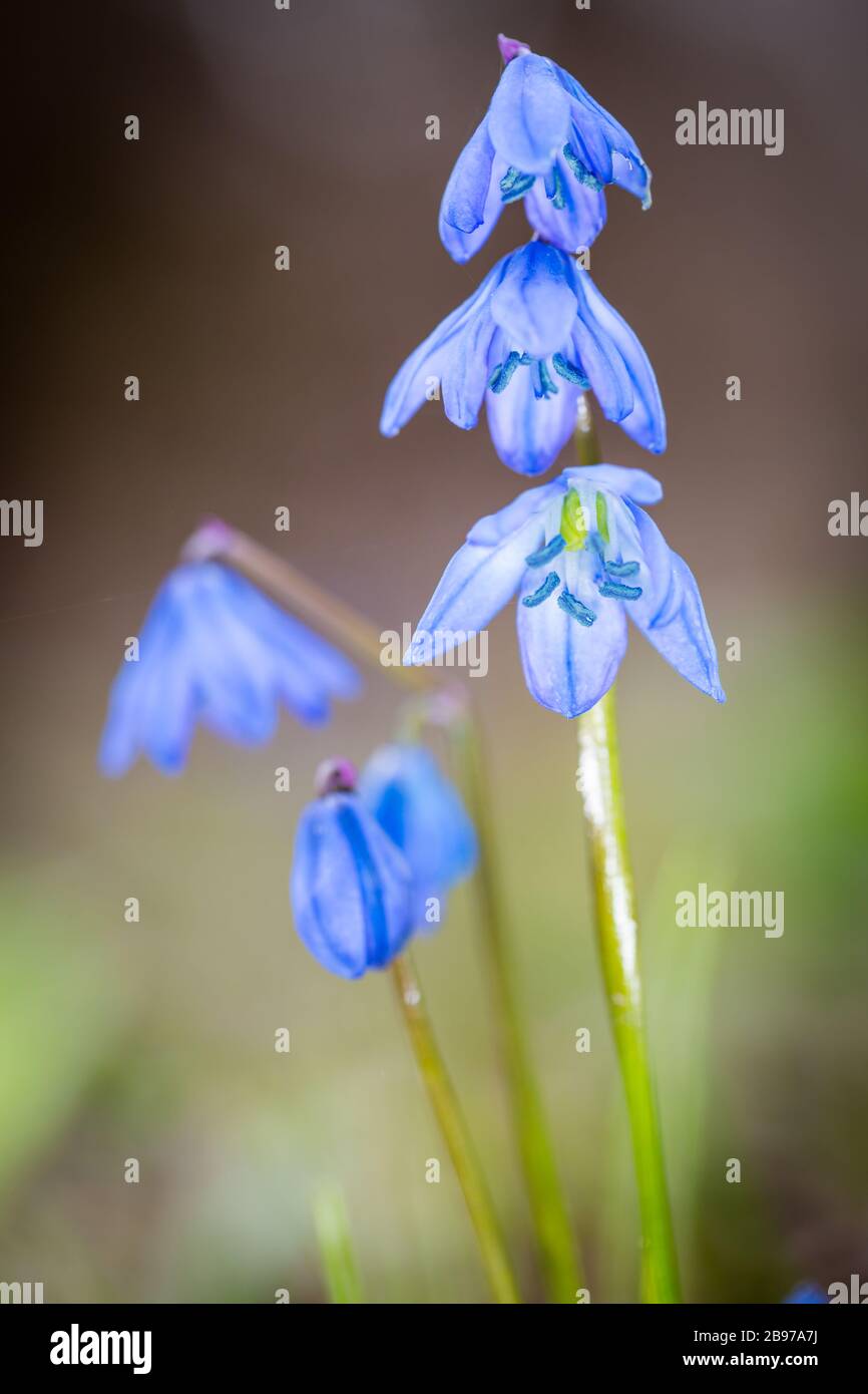 Nice spring flower scilla hi-res stock photography and images - Alamy