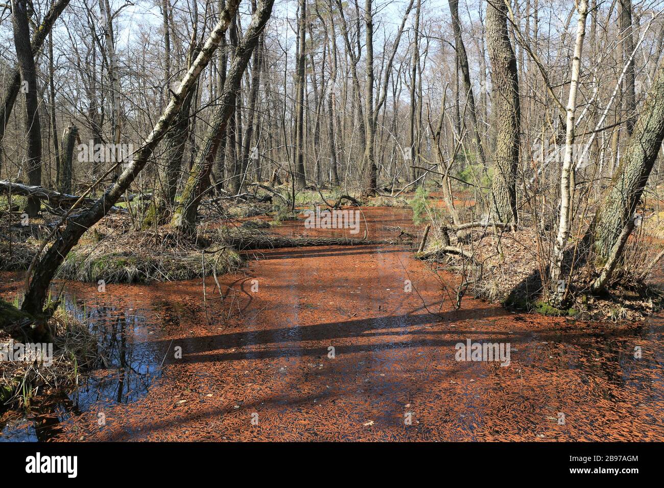Bog in forest hi-res stock photography and images - Alamy