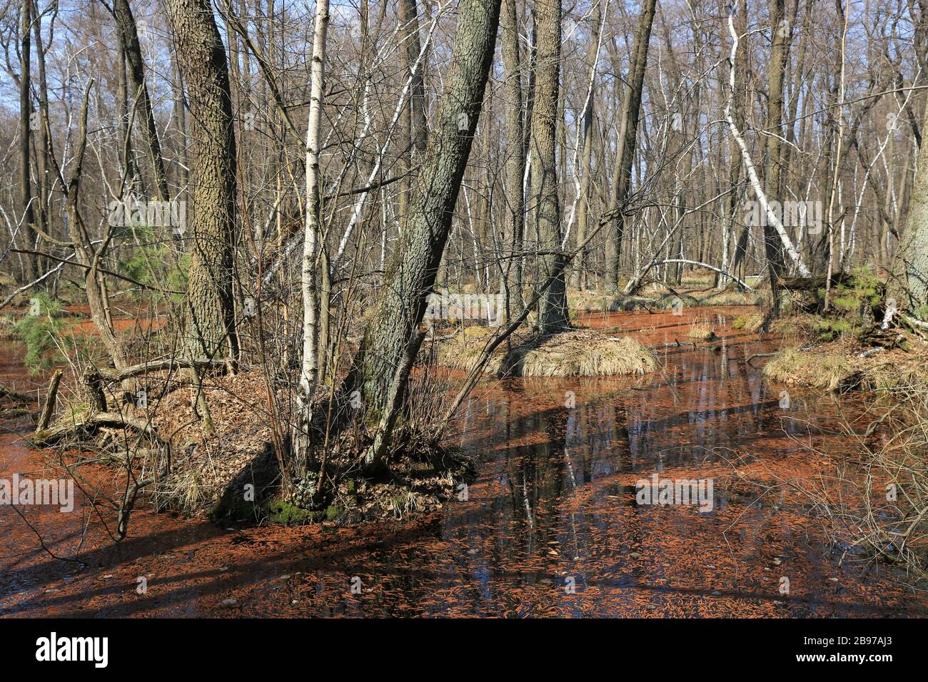 Bog in forest hi-res stock photography and images - Alamy