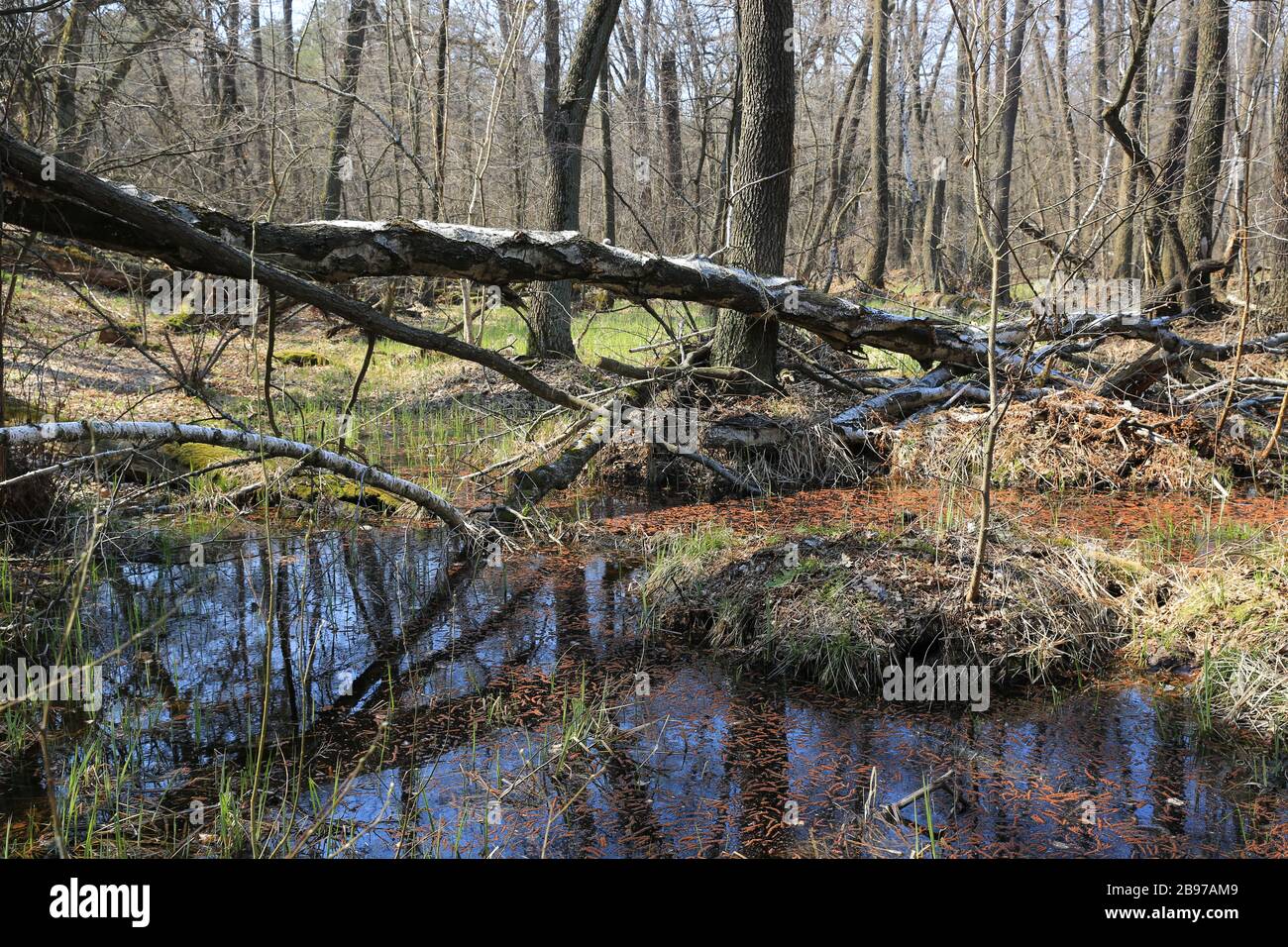 Dead aspen tree hi-res stock photography and images - Alamy