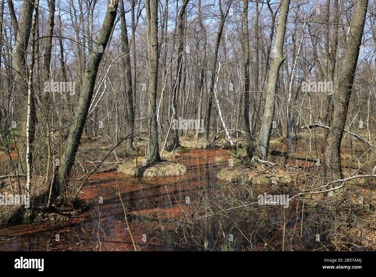 Bog in deep forest hi-res stock photography and images - Alamy