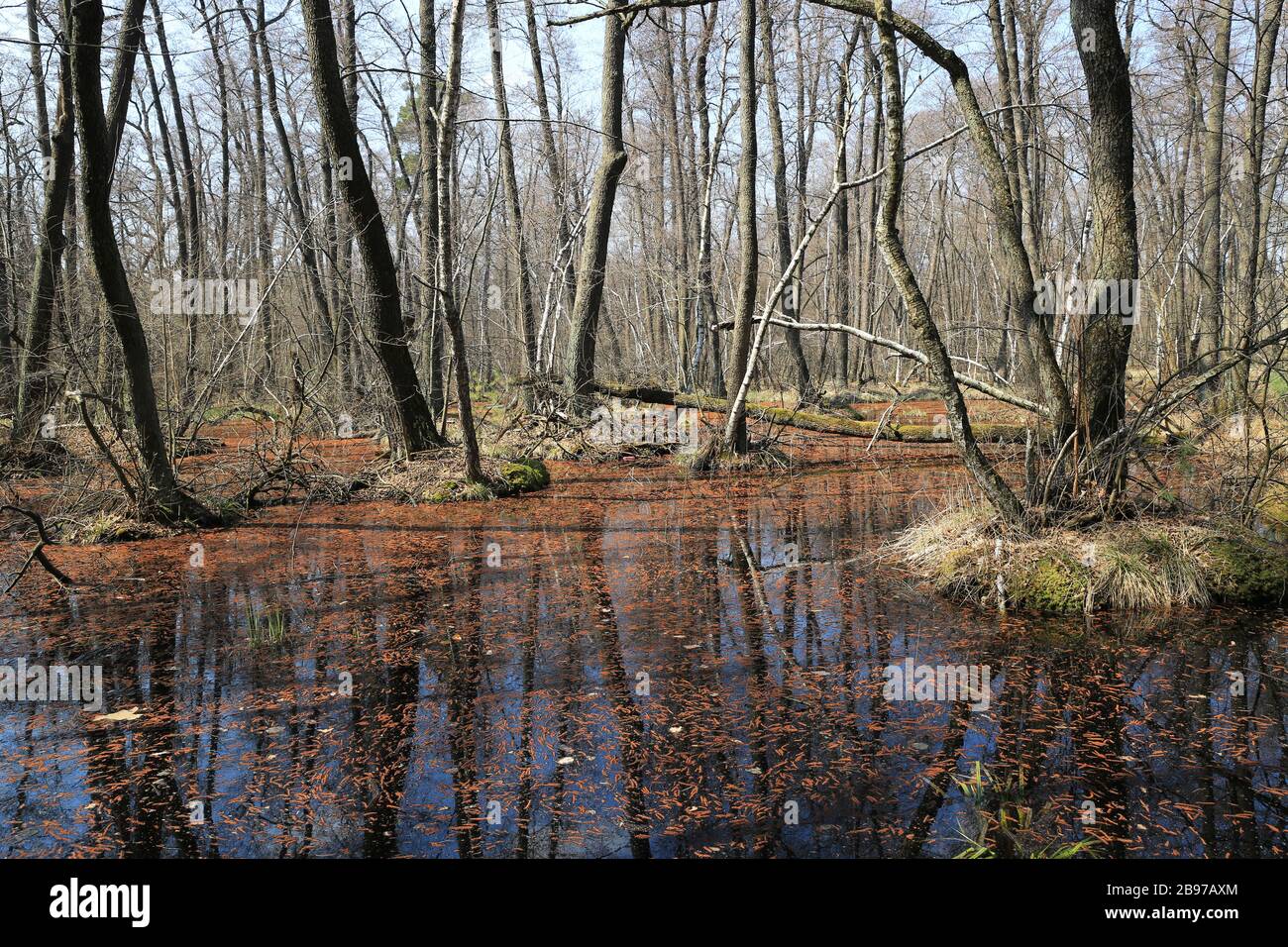flood on bog in spring forest Stock Photo - Alamy