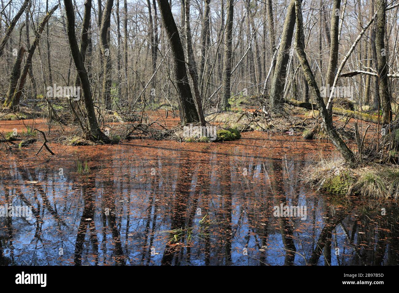 spring day on marsh in deep forest Stock Photo - Alamy