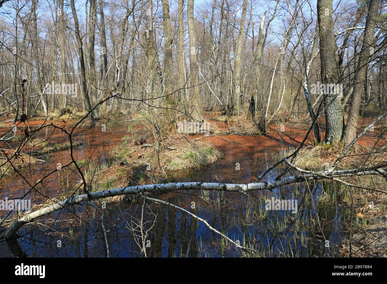 spring landscape with deep forest with marsh Stock Photo - Alamy