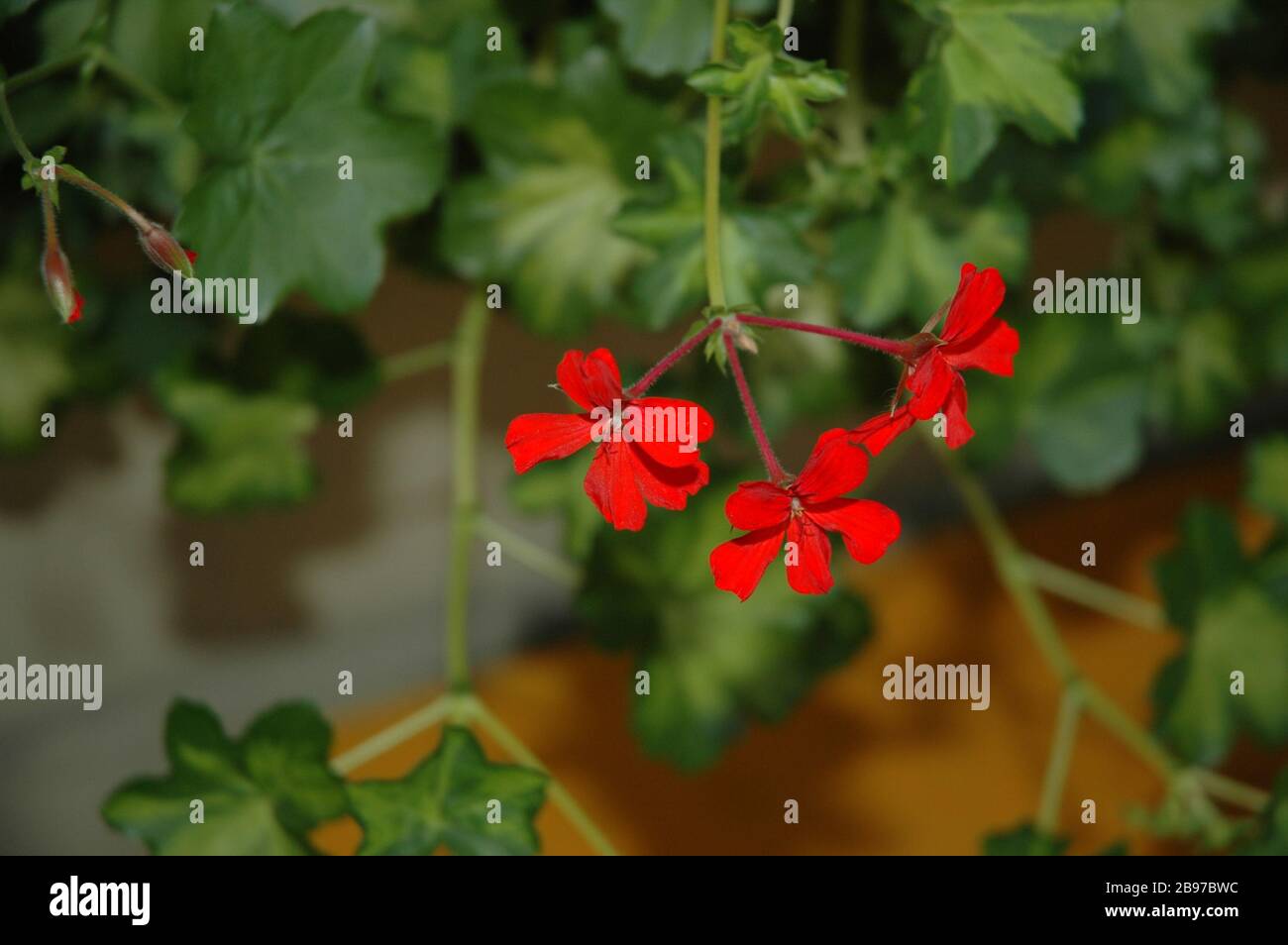 Scarlet Geraniums High Resolution Stock Photography and Images - Alamy