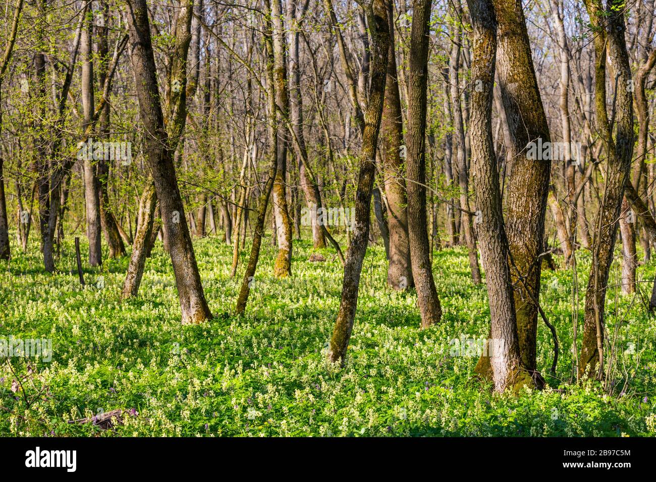 spring landscape with wild flowers in forest Stock Photo - Alamy