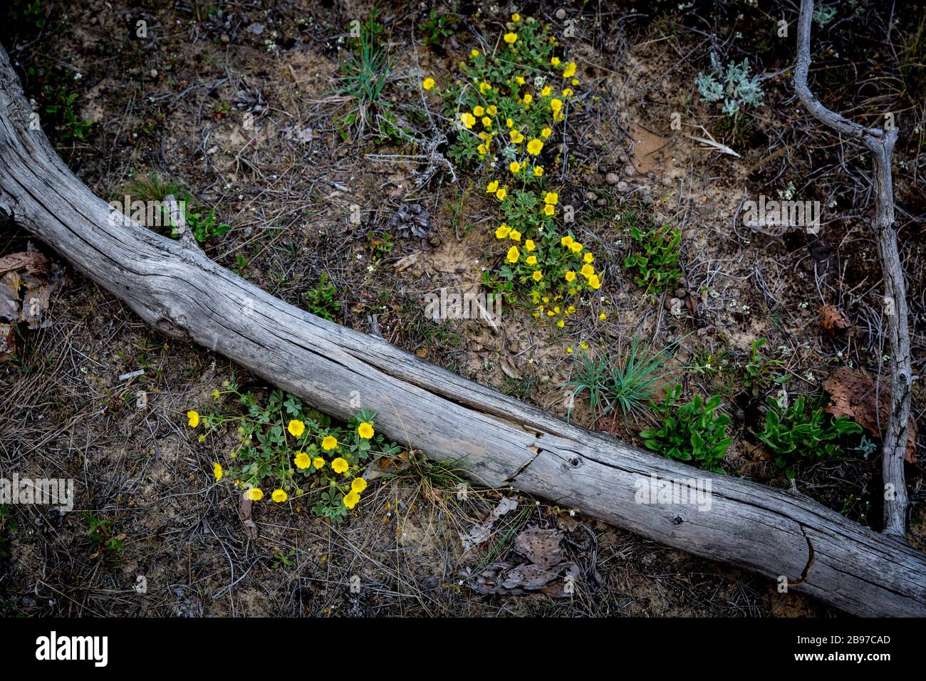 Abstract dead tree among wild yellow flowers on meadow Stock Photo - Alamy
