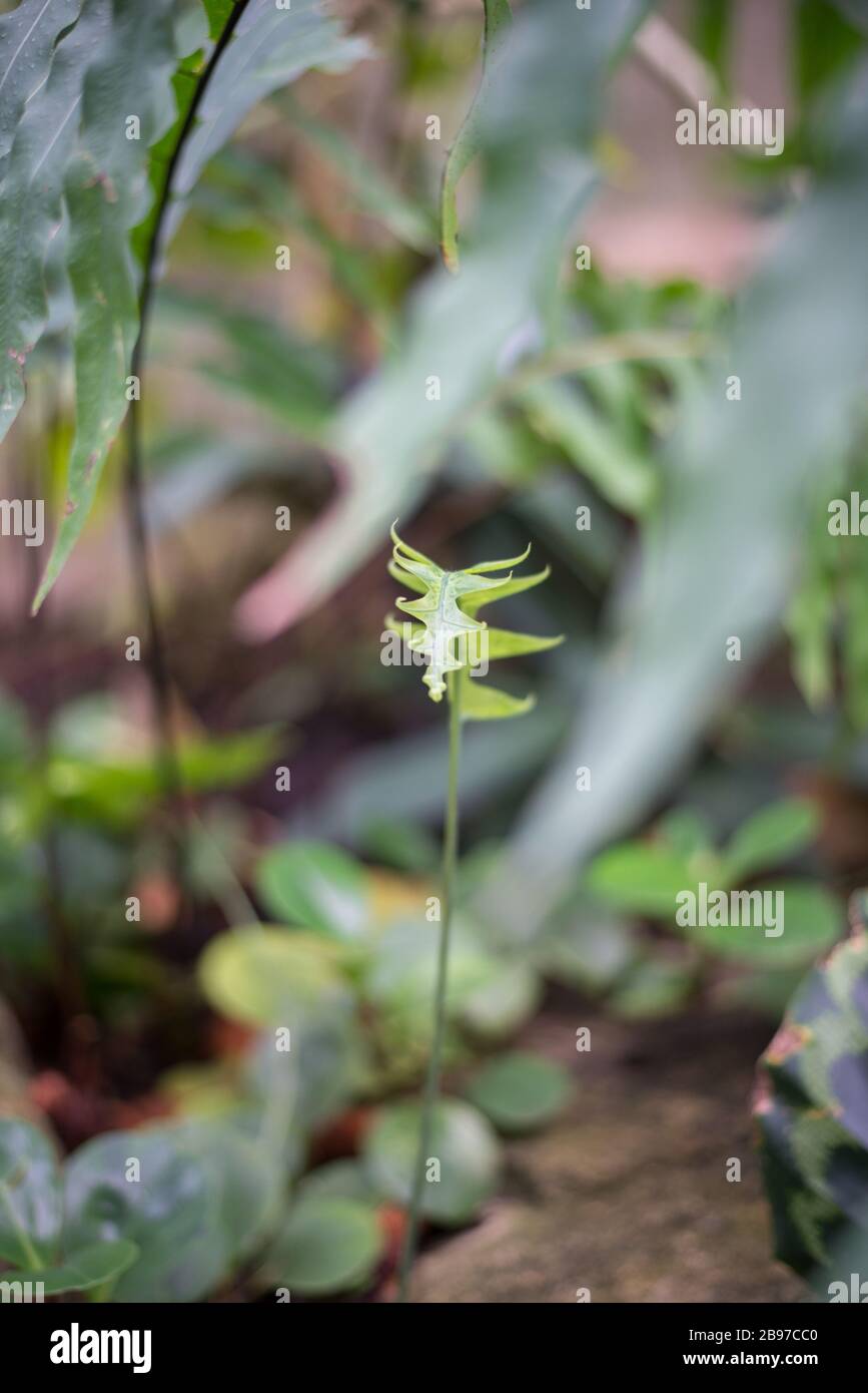 Curved Leaf High Resolution Stock Photography and Images - Alamy