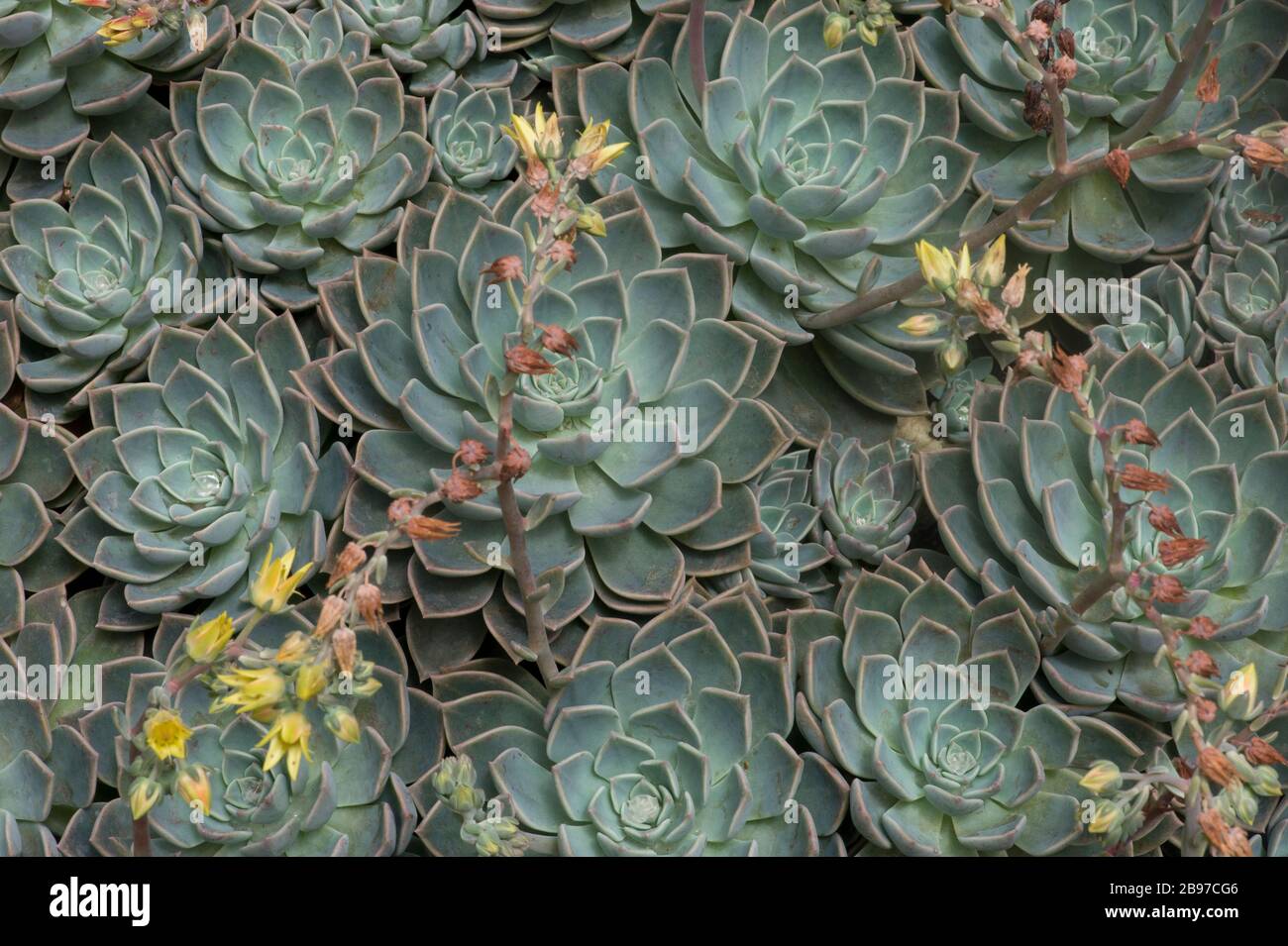 Hen and chicks succulent in bloom hi-res stock photography and images ...