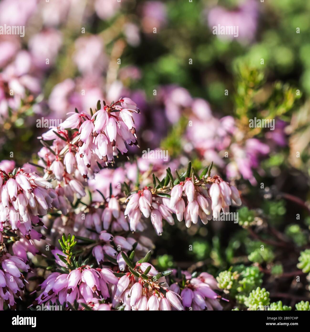Pink Erica carnea flowers (winter Heath) in the garden in early spring ...