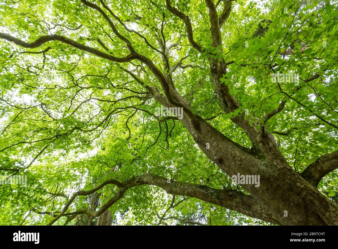 European plane tree hi-res stock photography and images - Alamy