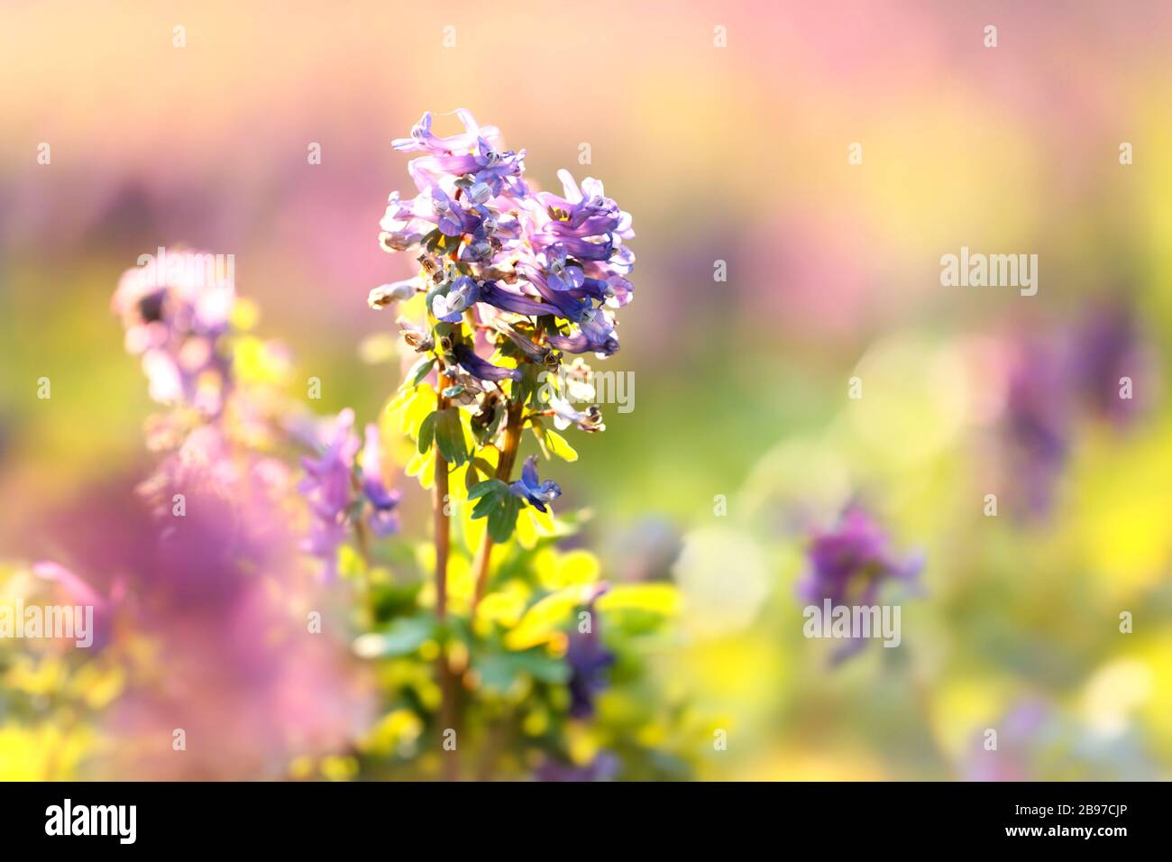Spring flower meadow soft photo Stock Photo - Alamy
