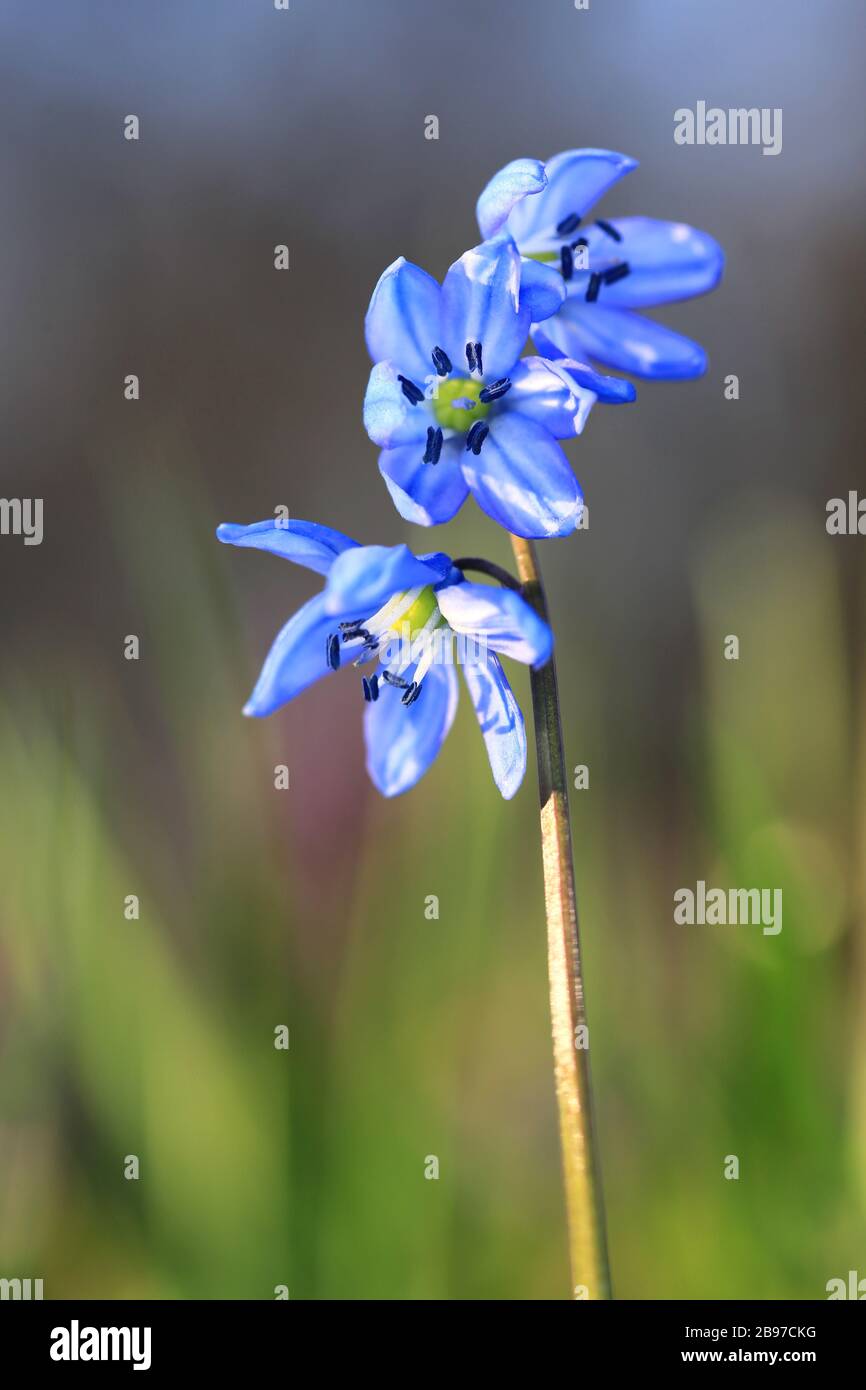 Nice spring flowers scilla hi-res stock photography and images - Alamy
