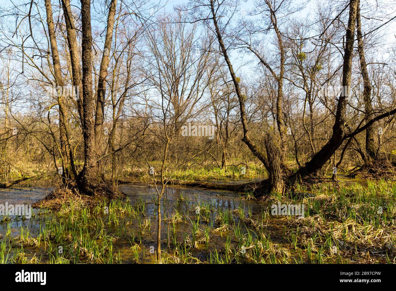 spring scene with bog in deep forest Stock Photo - Alamy