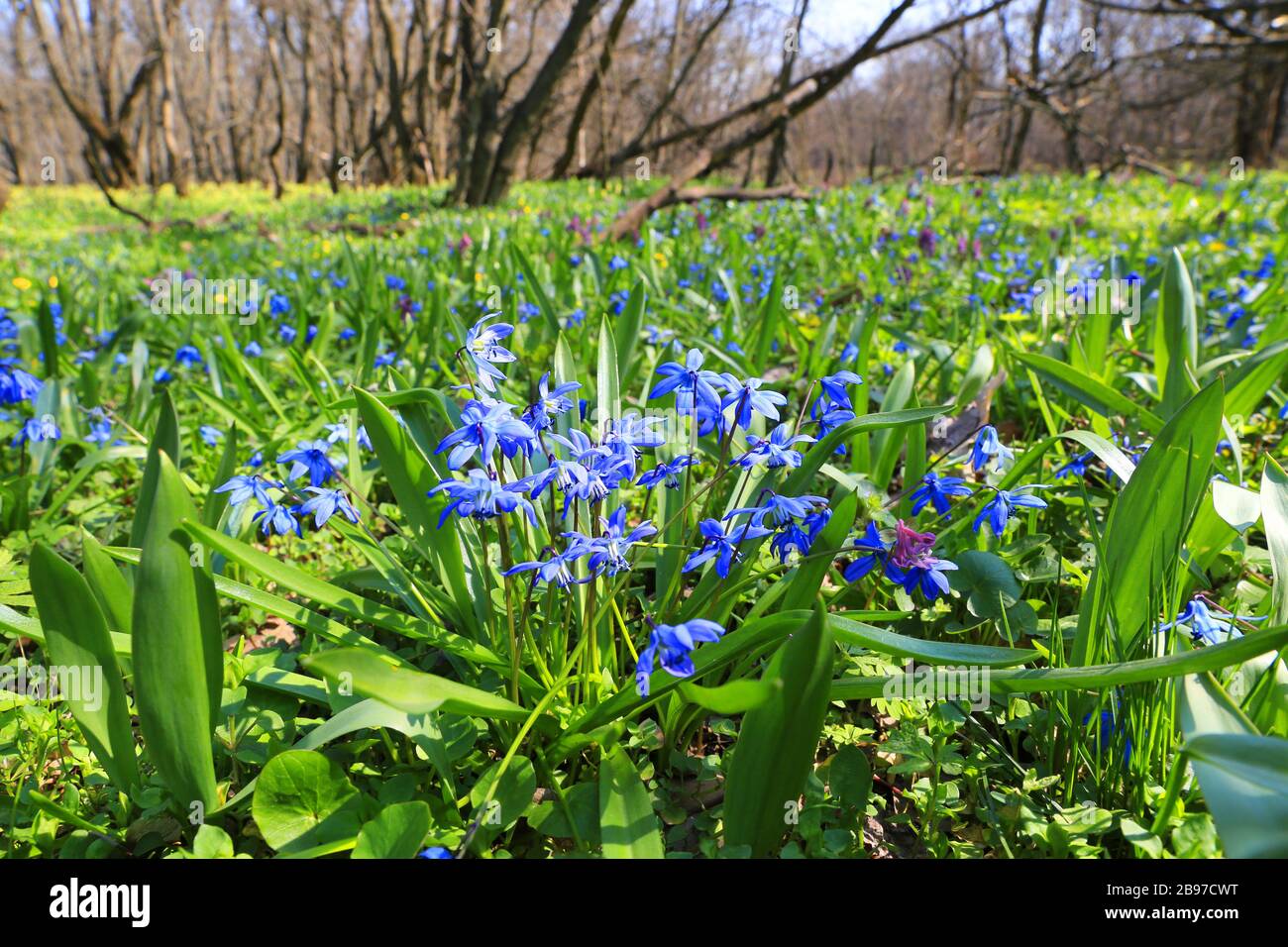 wild flower forest meadow in sunny spring day Stock Photo - Alamy