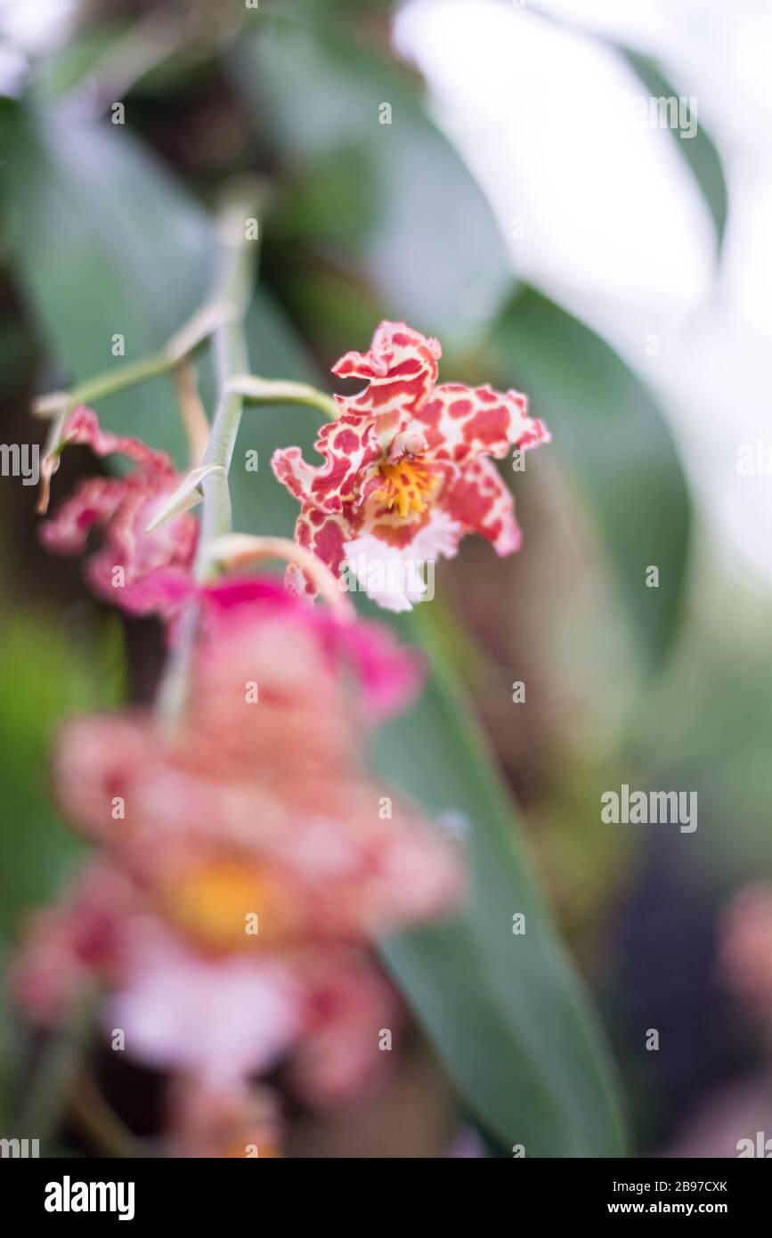 Grammatophyllum Speciosum Tiger Orchid Flowers in the Princess of Wales ...