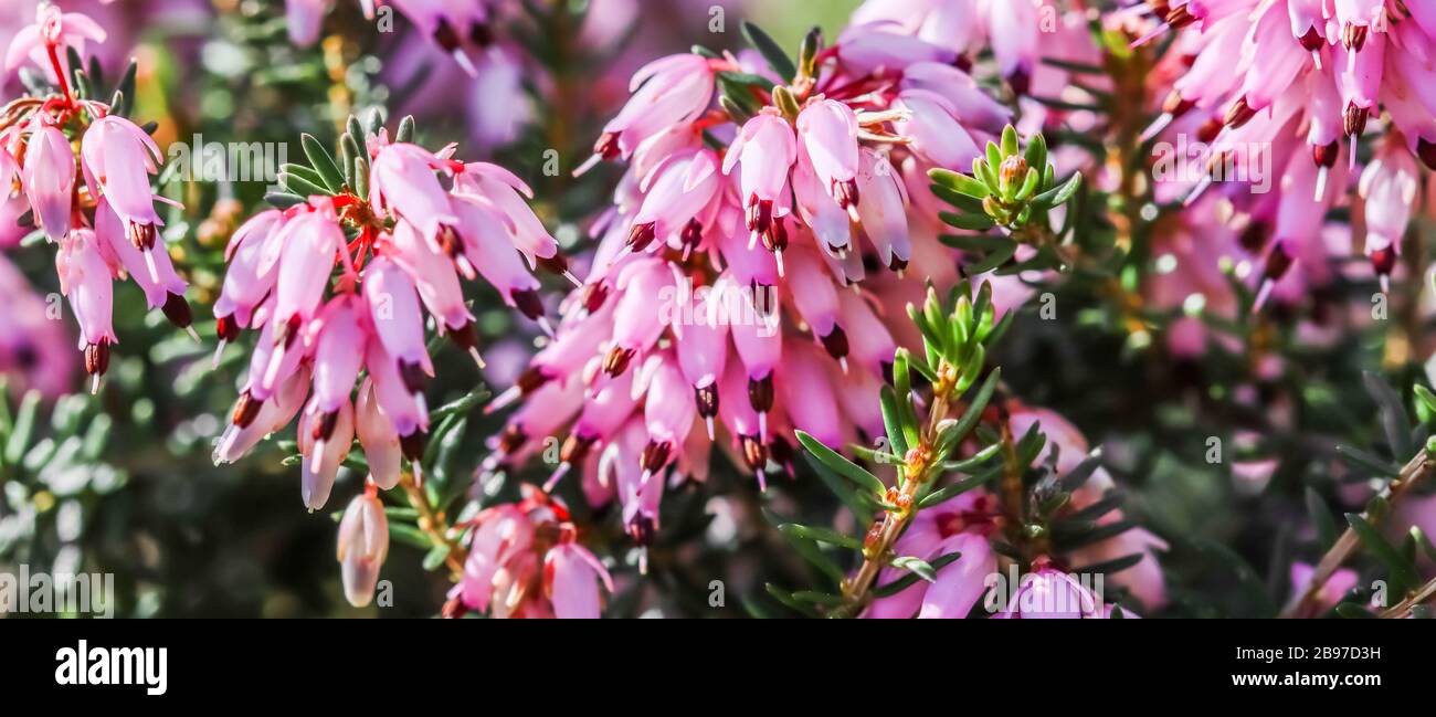 Pink Erica carnea flowers (winter Heath) in the garden in early spring ...