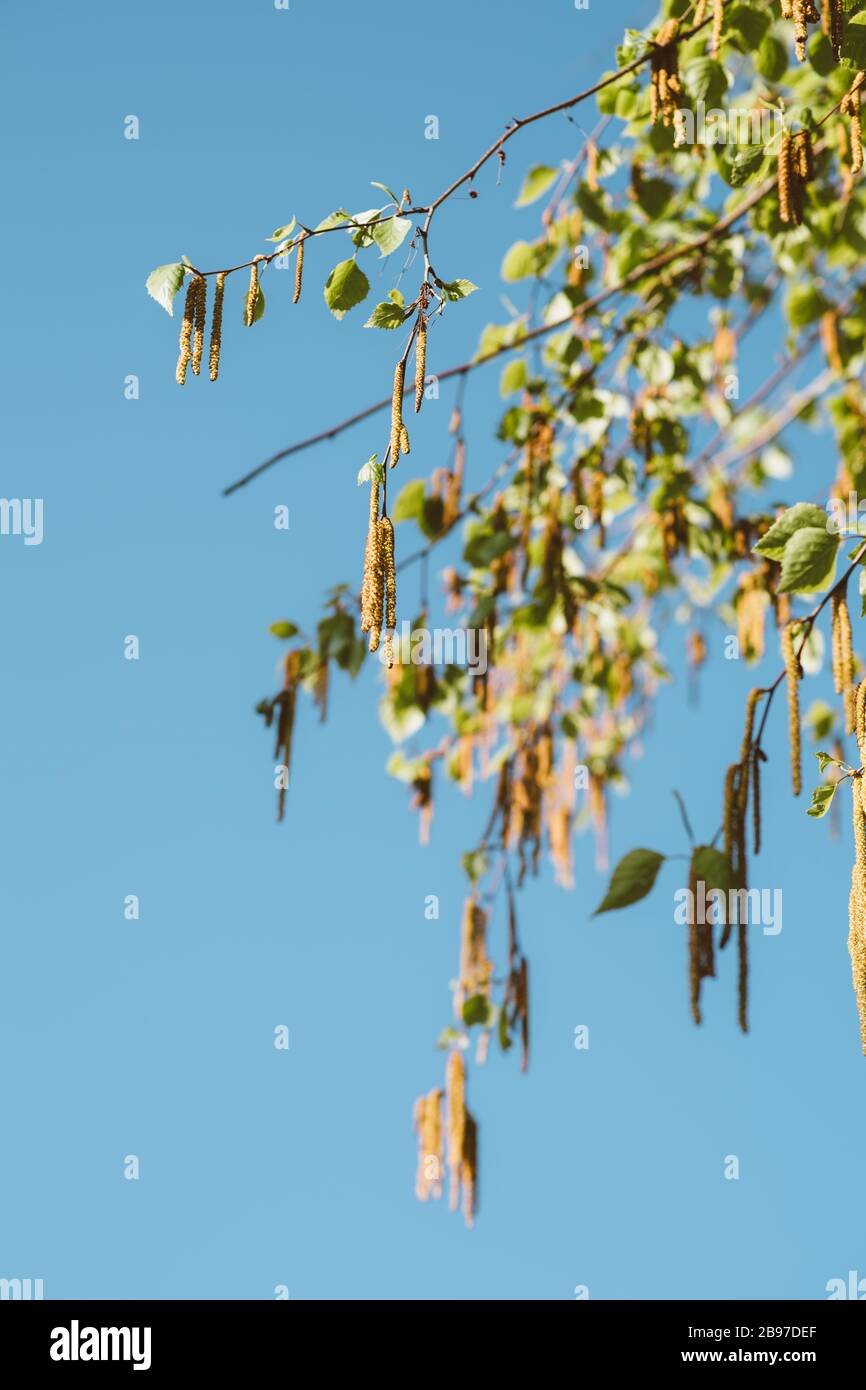 Beautiful birch tree in bloom during spring March month with fresh ...