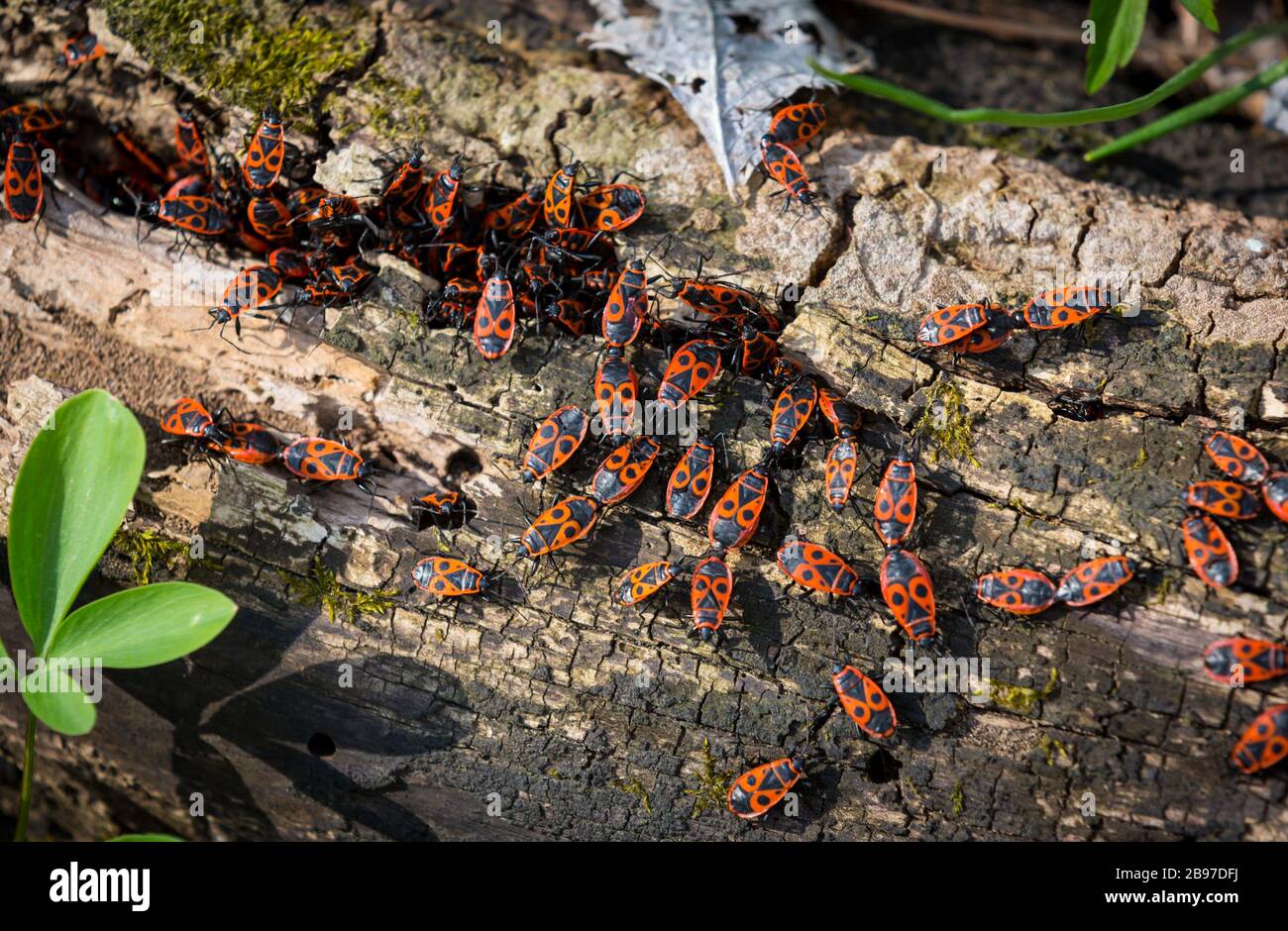 Wood bugs hi-res stock photography and images - Alamy