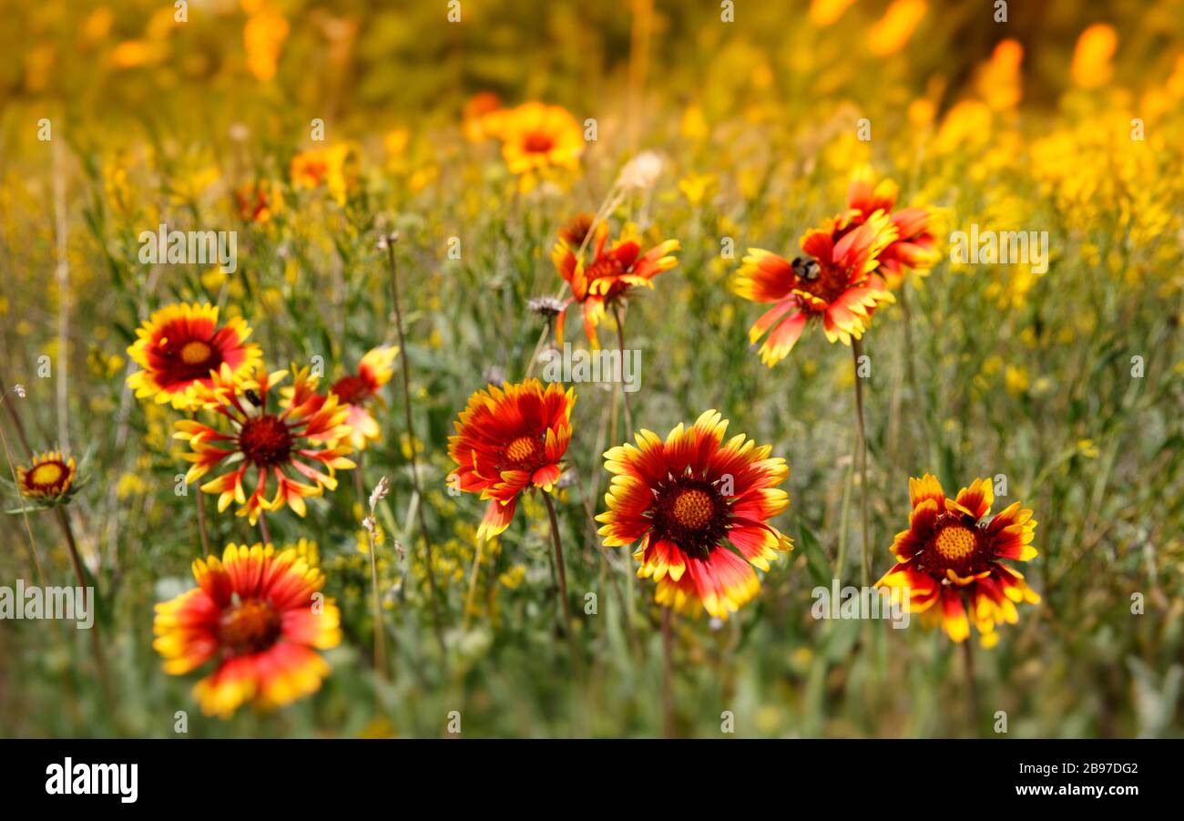 Summer wild flowers on meadow Stock Photo - Alamy