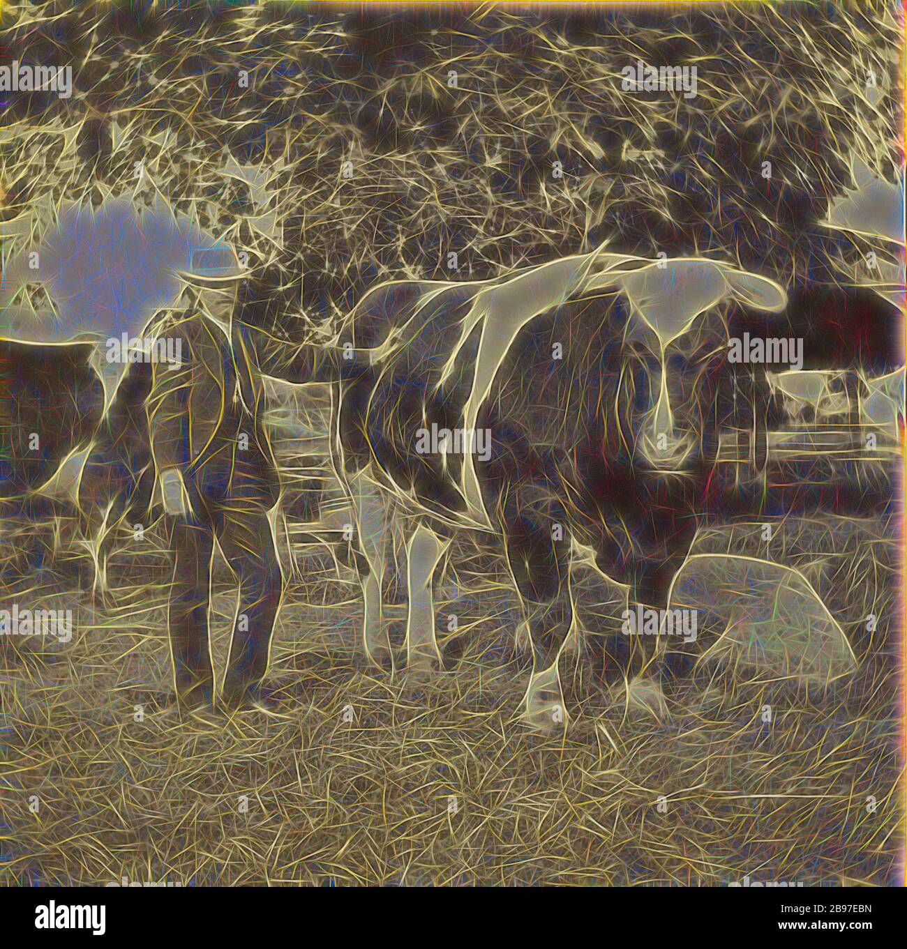 Cows with man with moustache, wearing hat, standing, at Lake Mahopac, N ...