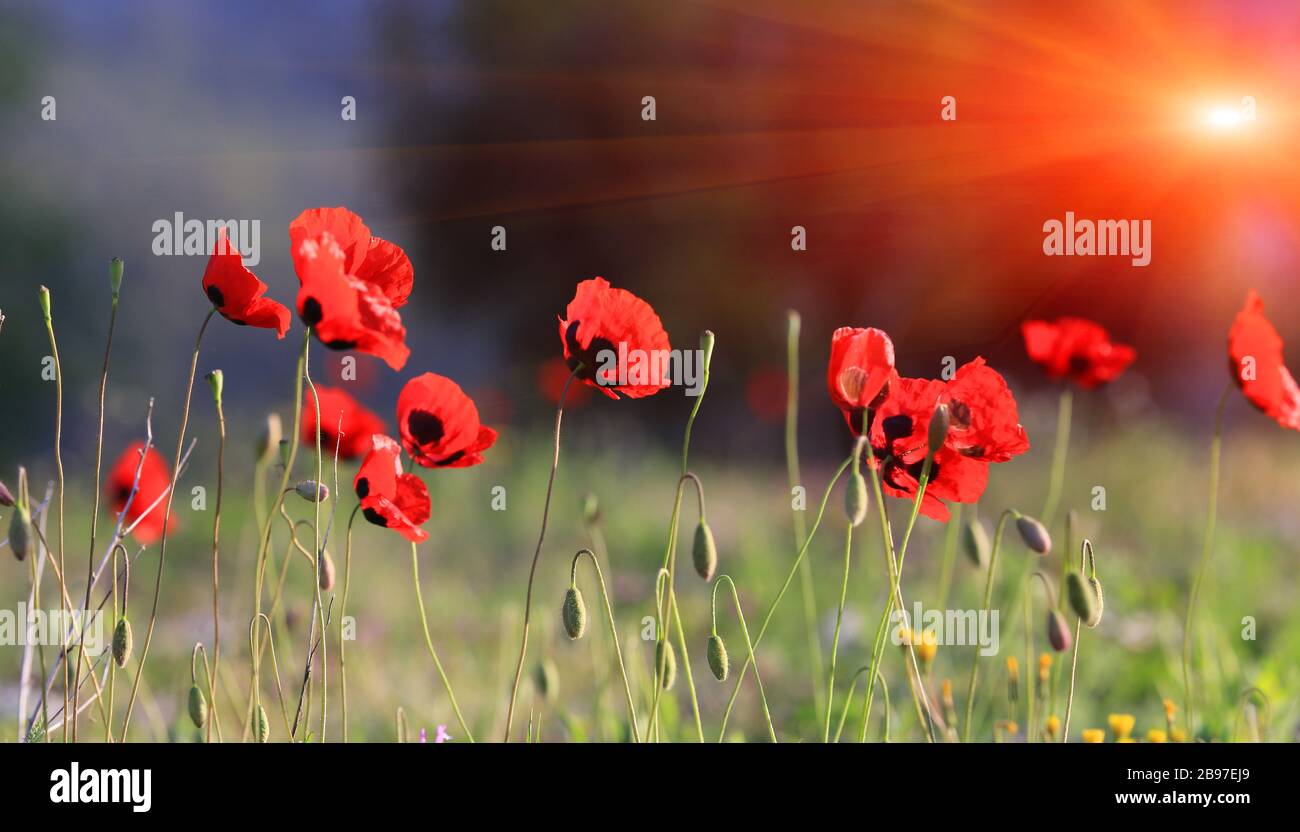 nice red poppy flowers on sunset background Stock Photo - Alamy