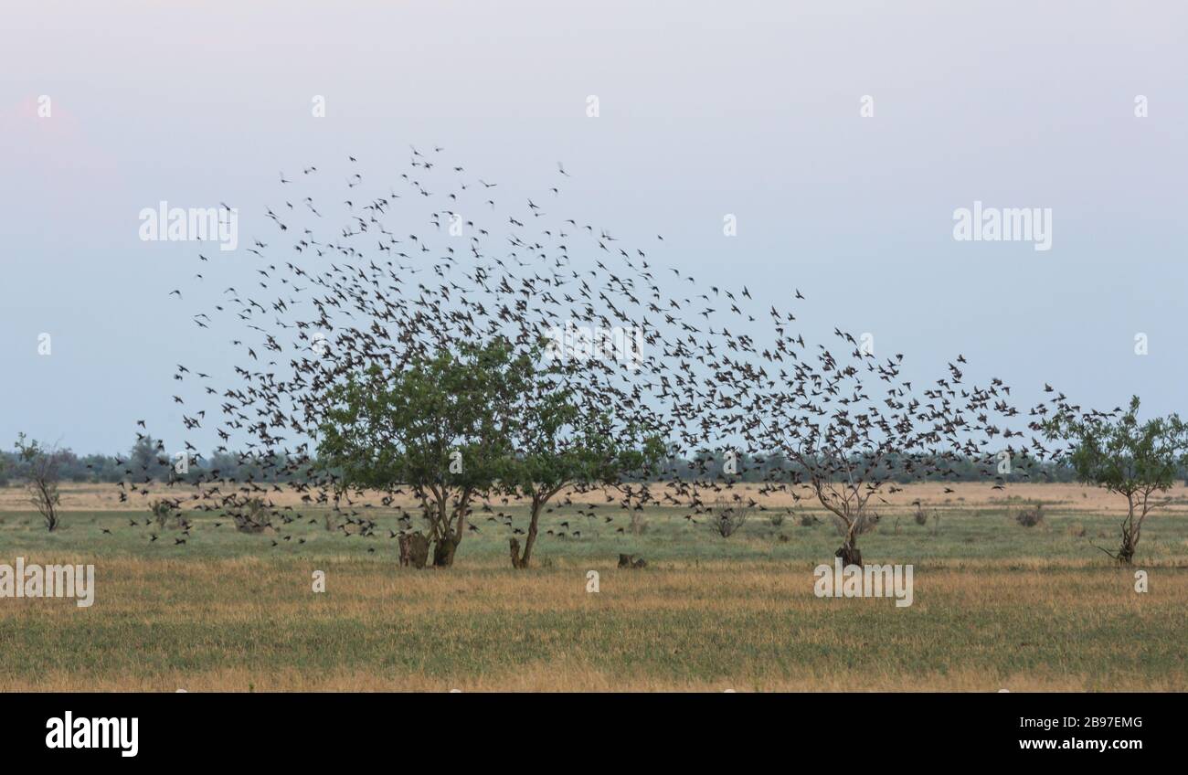flock of raven birds above trees Stock Photo - Alamy
