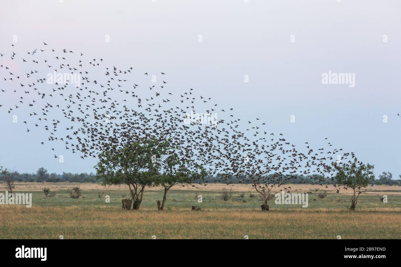flock of raven birds in sky above the trees in steppe Stock Photo - Alamy