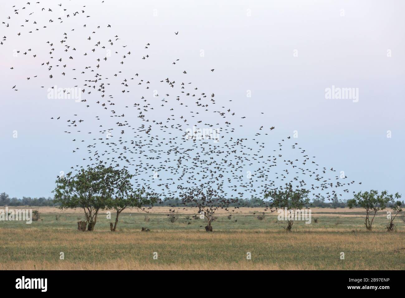 Raven birds flock in sky above steppe Stock Photo - Alamy