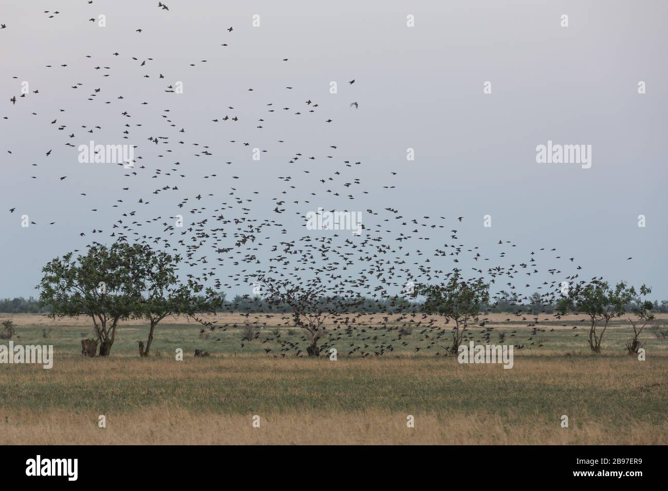flock of raven birds in sky above the trees in steppe Stock Photo - Alamy