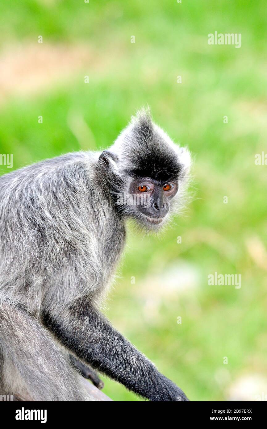 Silver Langur High Resolution Stock Photography and Images - Alamy