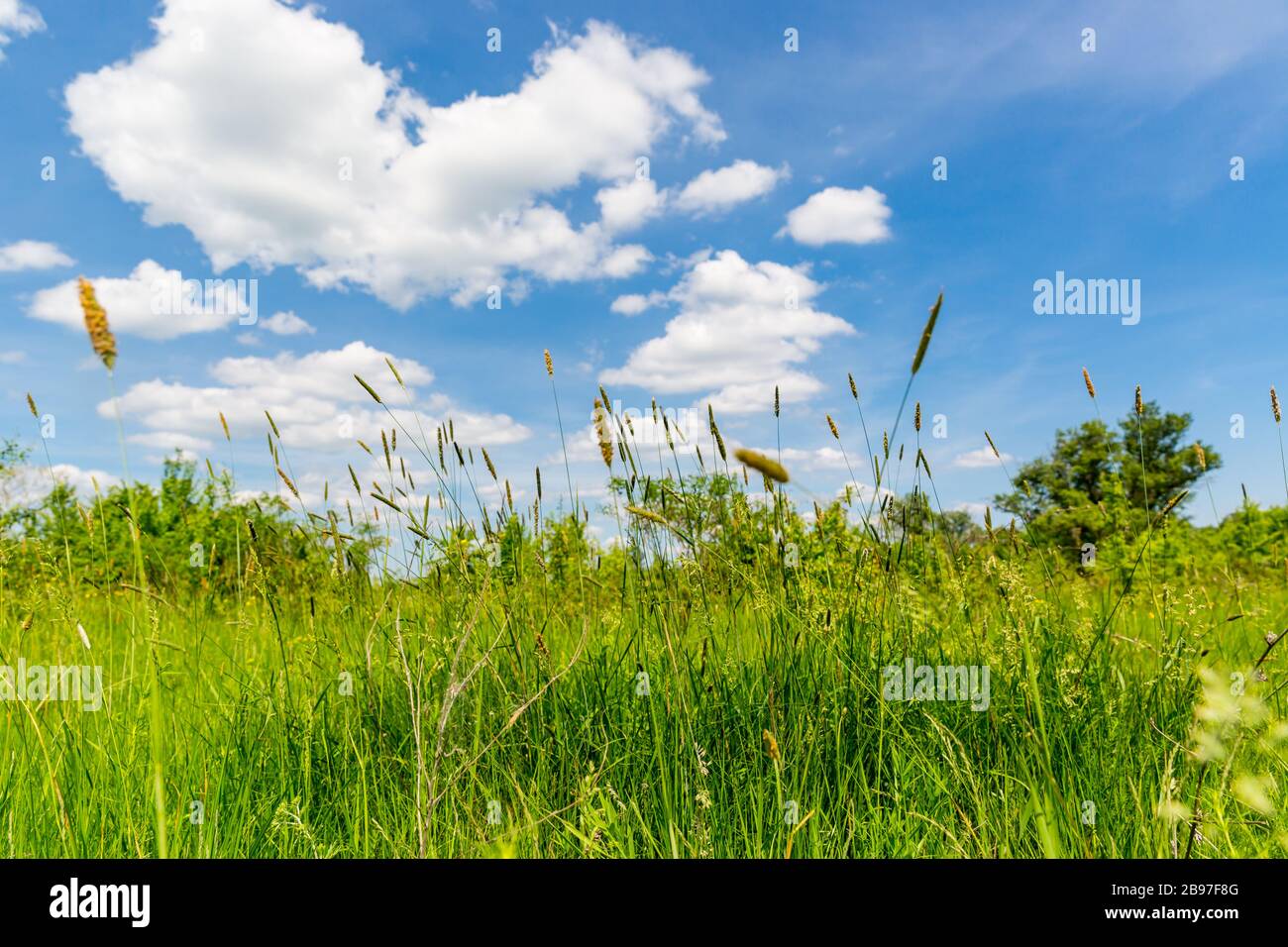 Green meadow under nice hi-res stock photography and images - Alamy