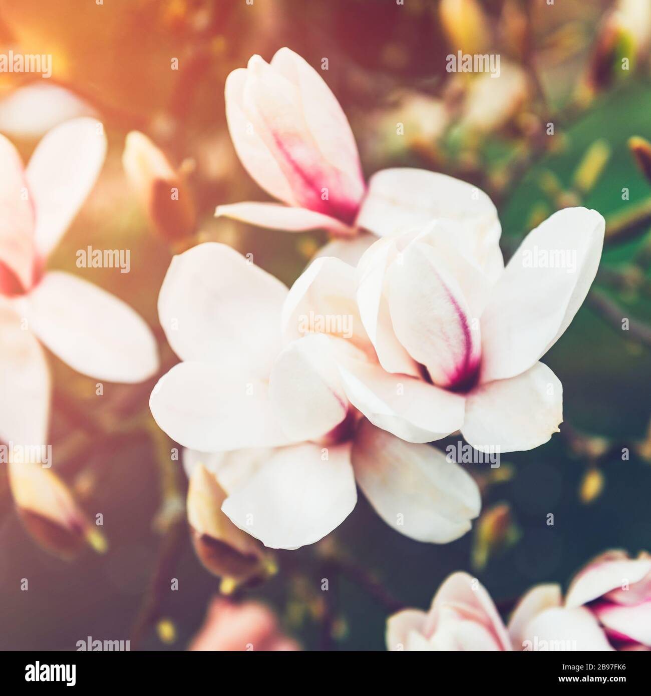 Beautiful Light Pink or Purple Magnolia Tree with Blooming Flowers ...