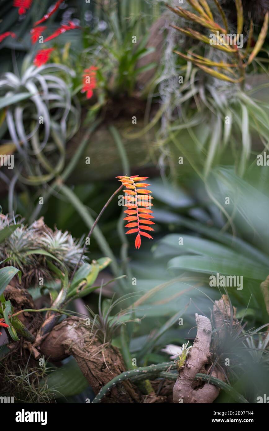 Chain hanging flower hi-res stock photography and images - Alamy