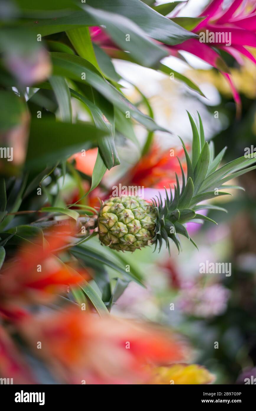 Vibrant Pineapple Fruit Ananas Comosus & Colourful Flowers in the ...
