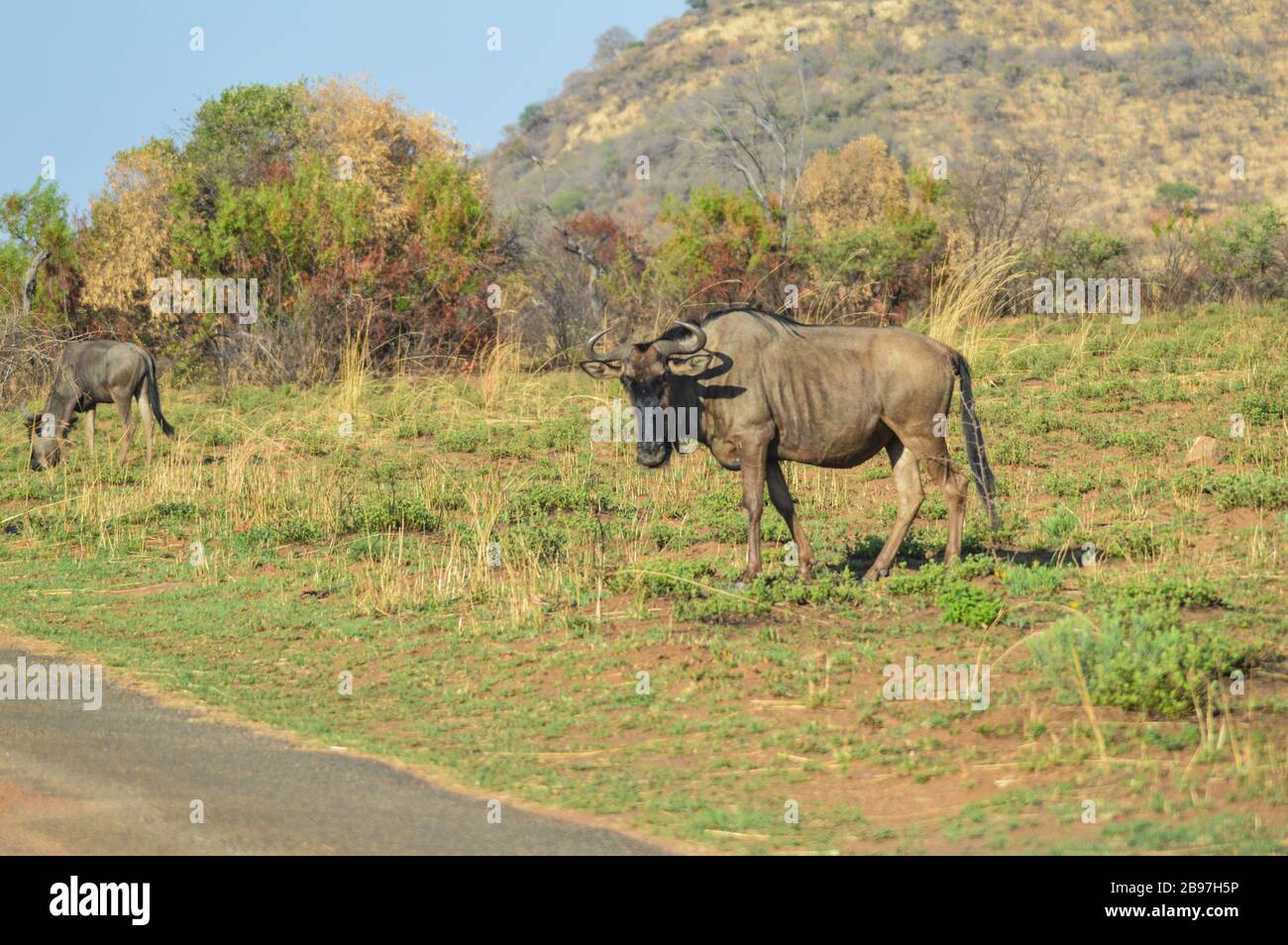 Blue wildebeest grazing in a South African nature reserve Stock Photo ...