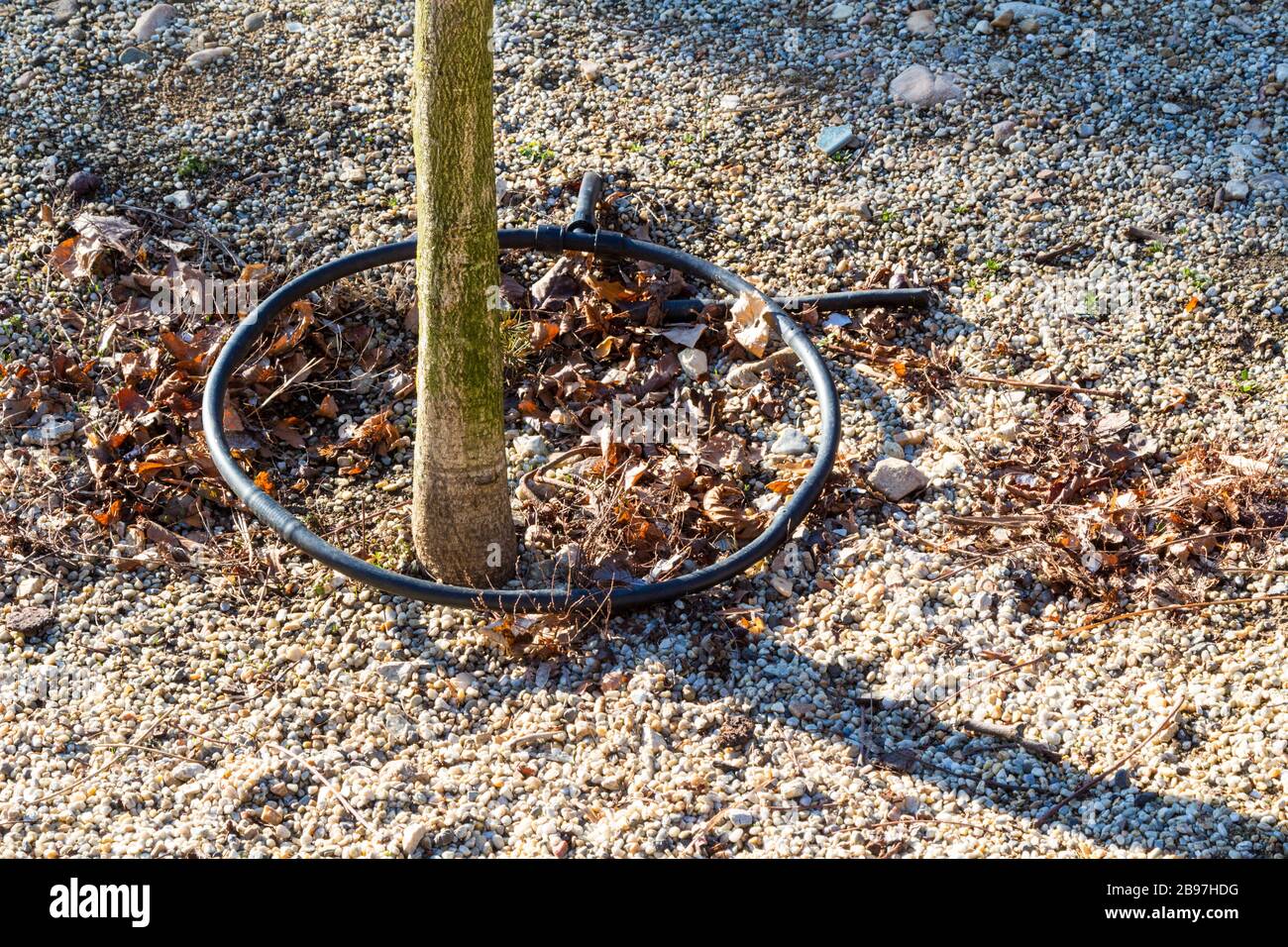 Watering irrigation system pipe around planted tree in park, Erzsebet ...