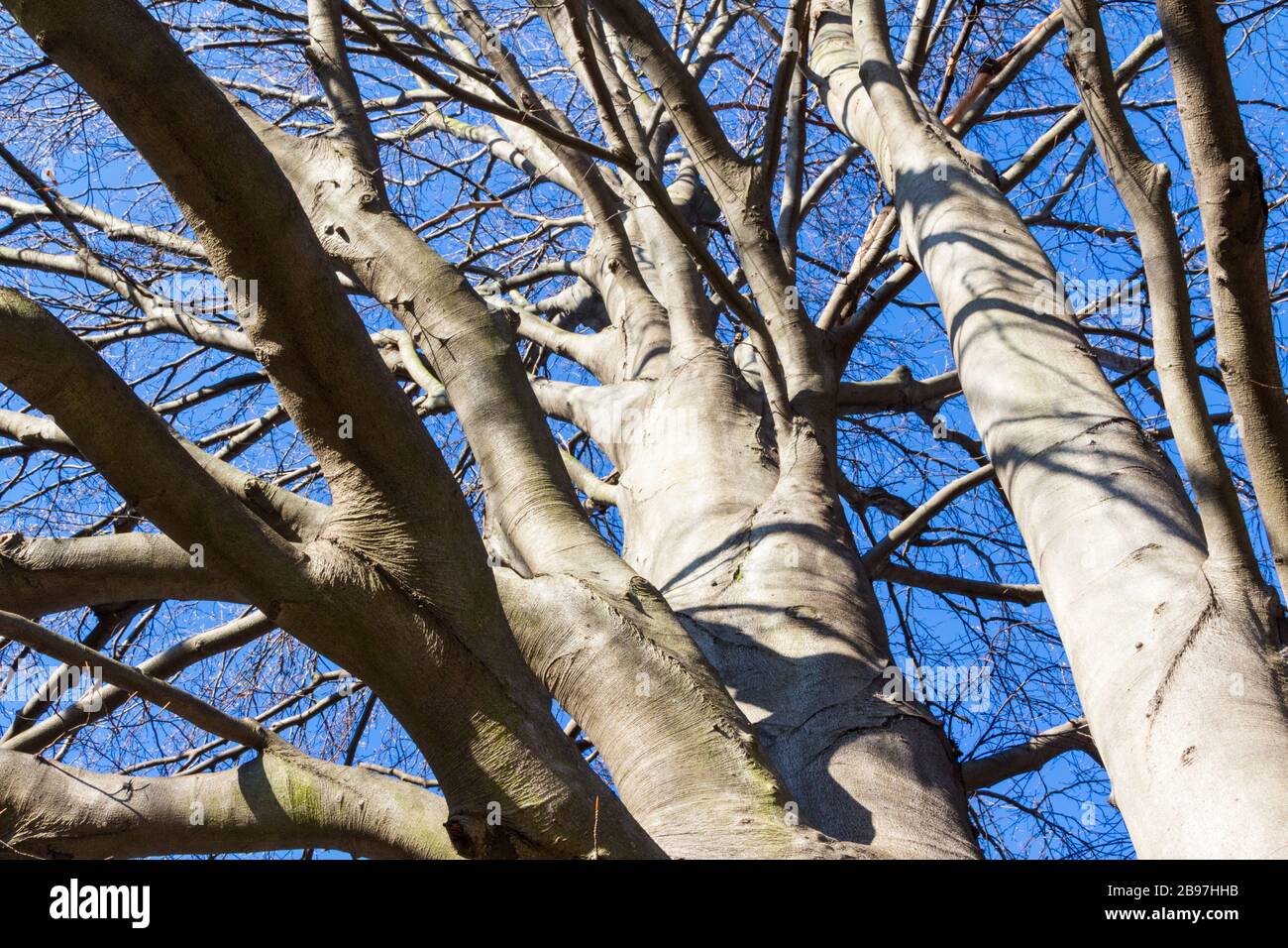 Copper beech Fagus sylvatica Purpurea tree in spring, Hungary, Europe ...