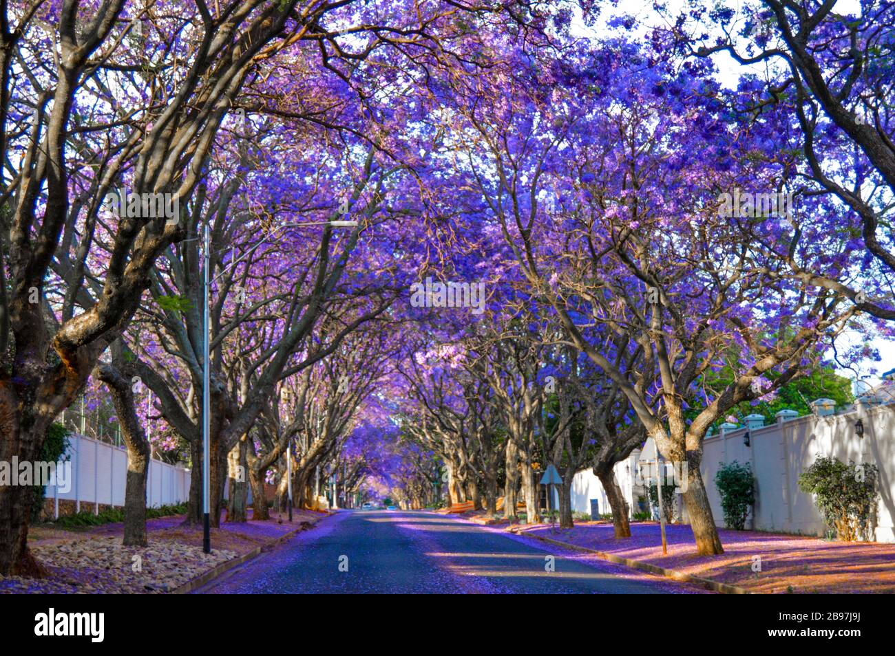Purple blue Jacaranda - mimosifolia bloom in Johannesburg streets ...