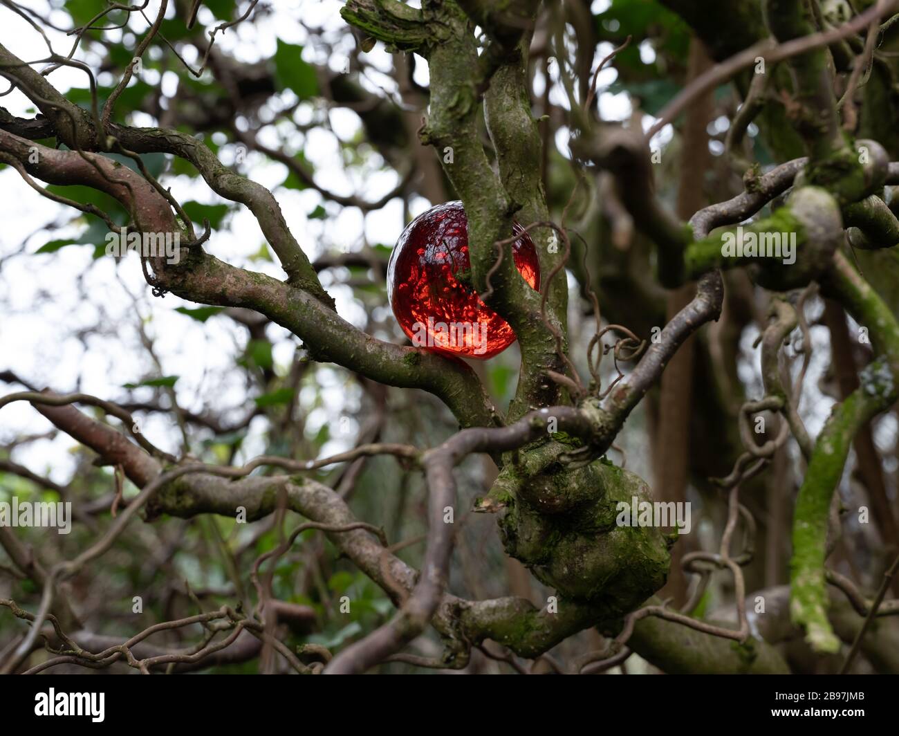 One red glass ball in a corkscrew hazel tree with squiggly branches in ...