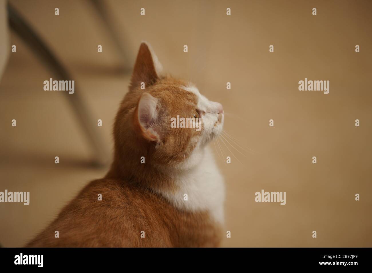 Lovely ginger white cat side view indoor. Portrait of a domestic cat ...