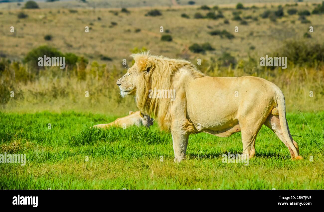 Big African white lion in Rhino and lion nature reserve in South Africa ...