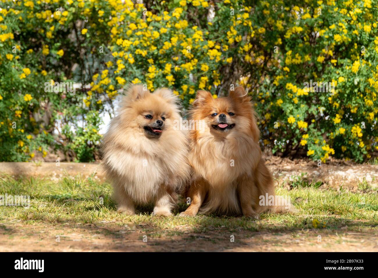 Two Pomeranian spitzs puppies, a small dog with an open mouth is ...